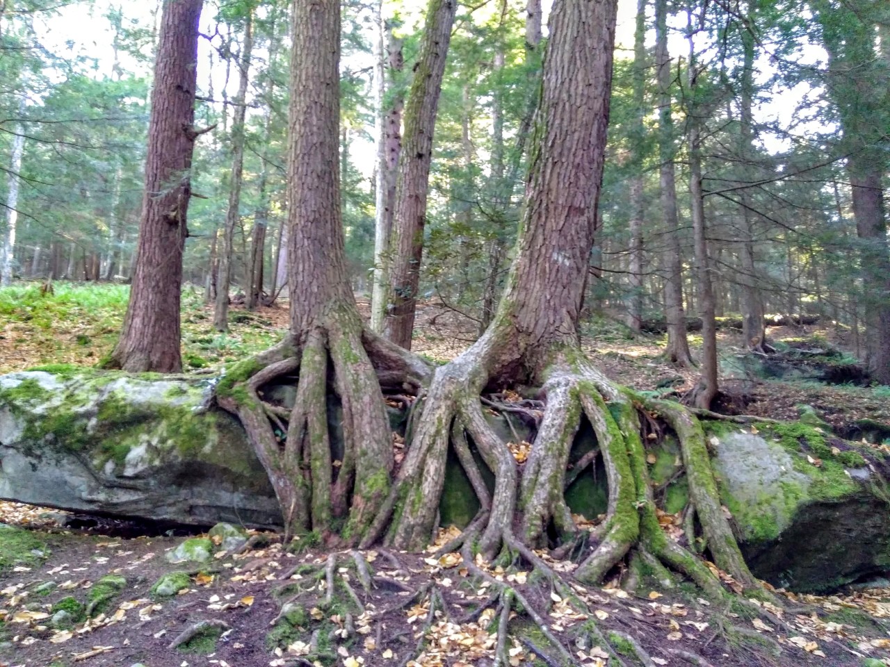 An Ancient Forest and the Ground of Being | A Whole Heart